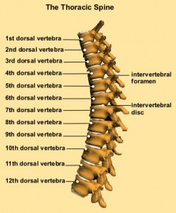 Spine | Excel Dashboard Templates